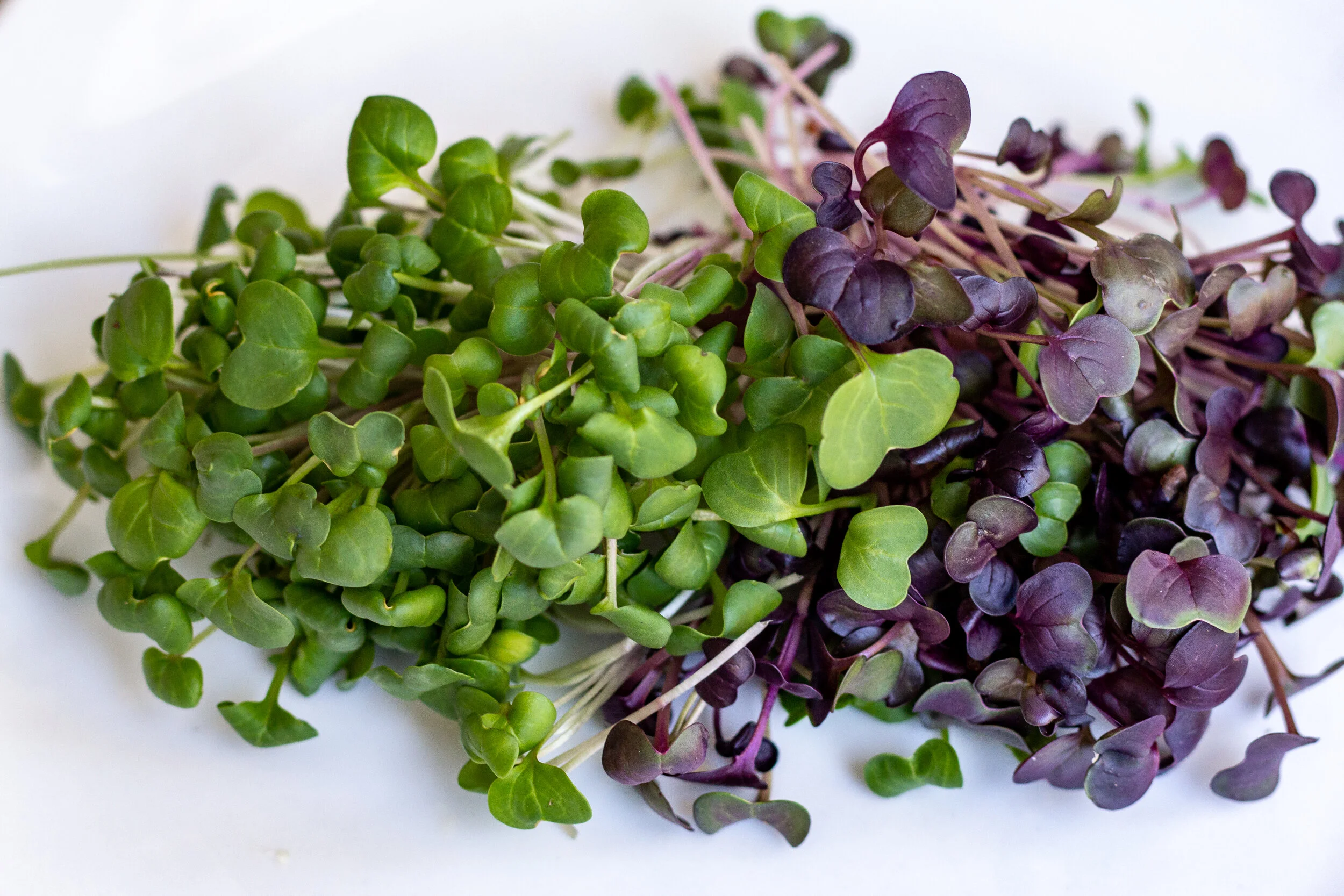Moms Micro Gardens