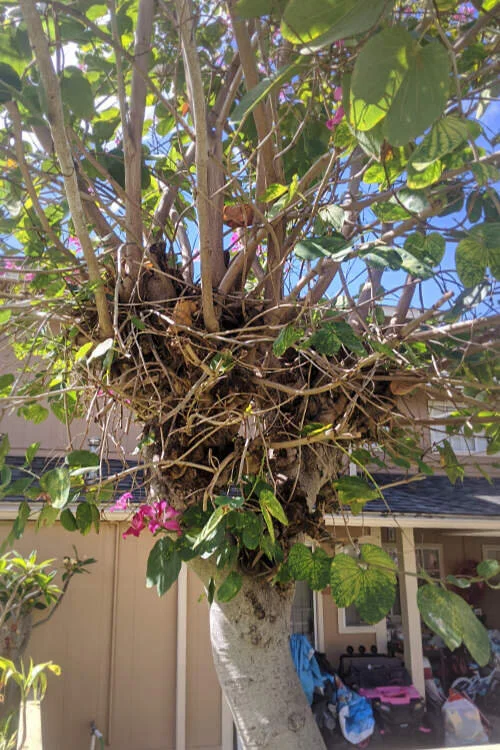 Typical Problems: Improper tree work — Sunshine Landscape Company, Inc.