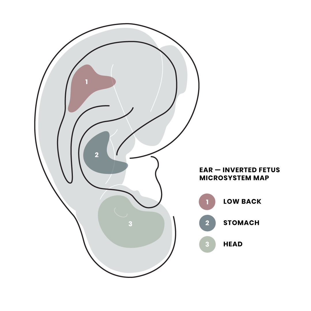 Auricular Ear Acupuncture: Mapping Microsystems & Treatment Points ...