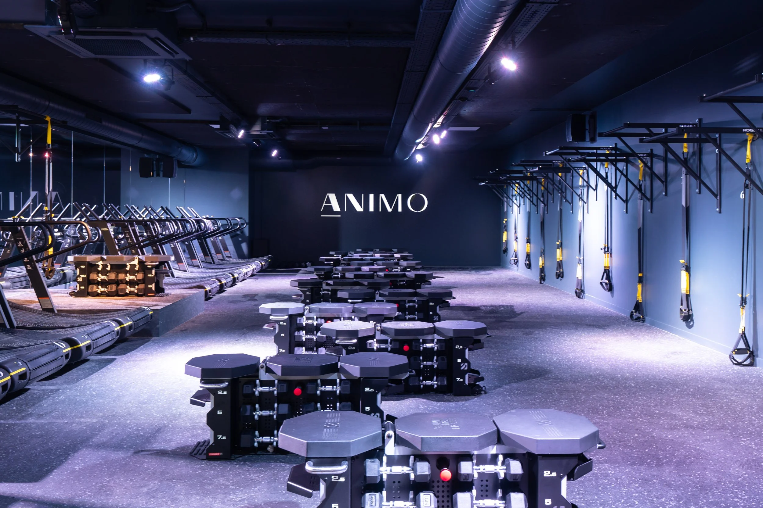 The Studio — ANIMO Studios