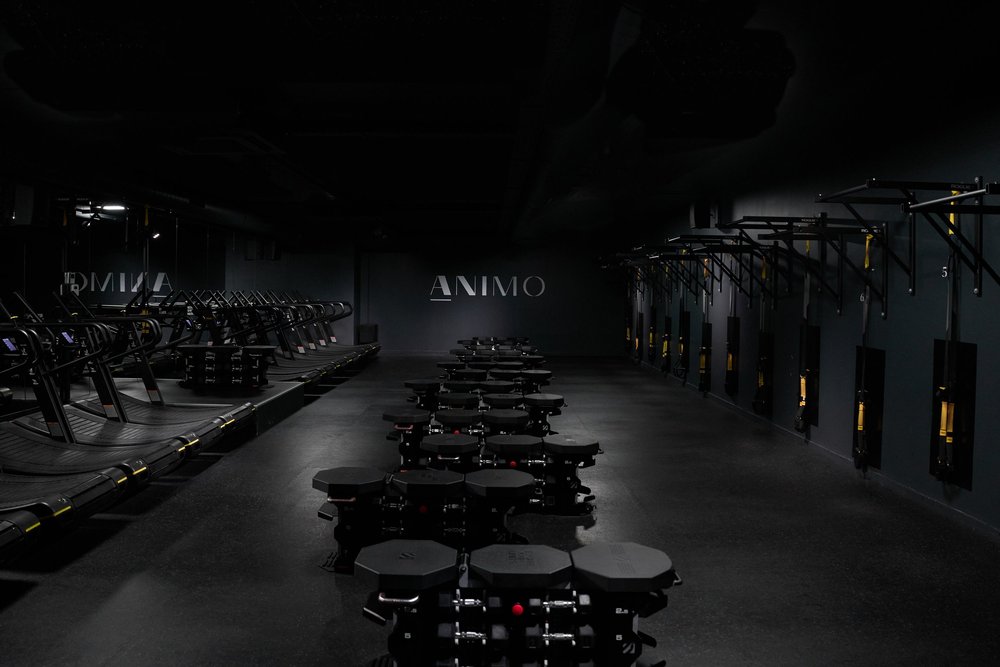 The Studio — ANIMO Studios