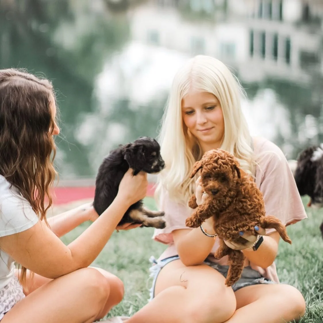 Picture Perfect Puppy