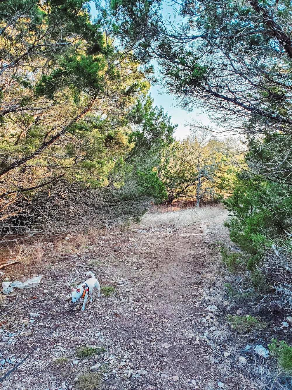 7 Tips for Texas Cedar Allergy Relief — life by Melissa & Andrew