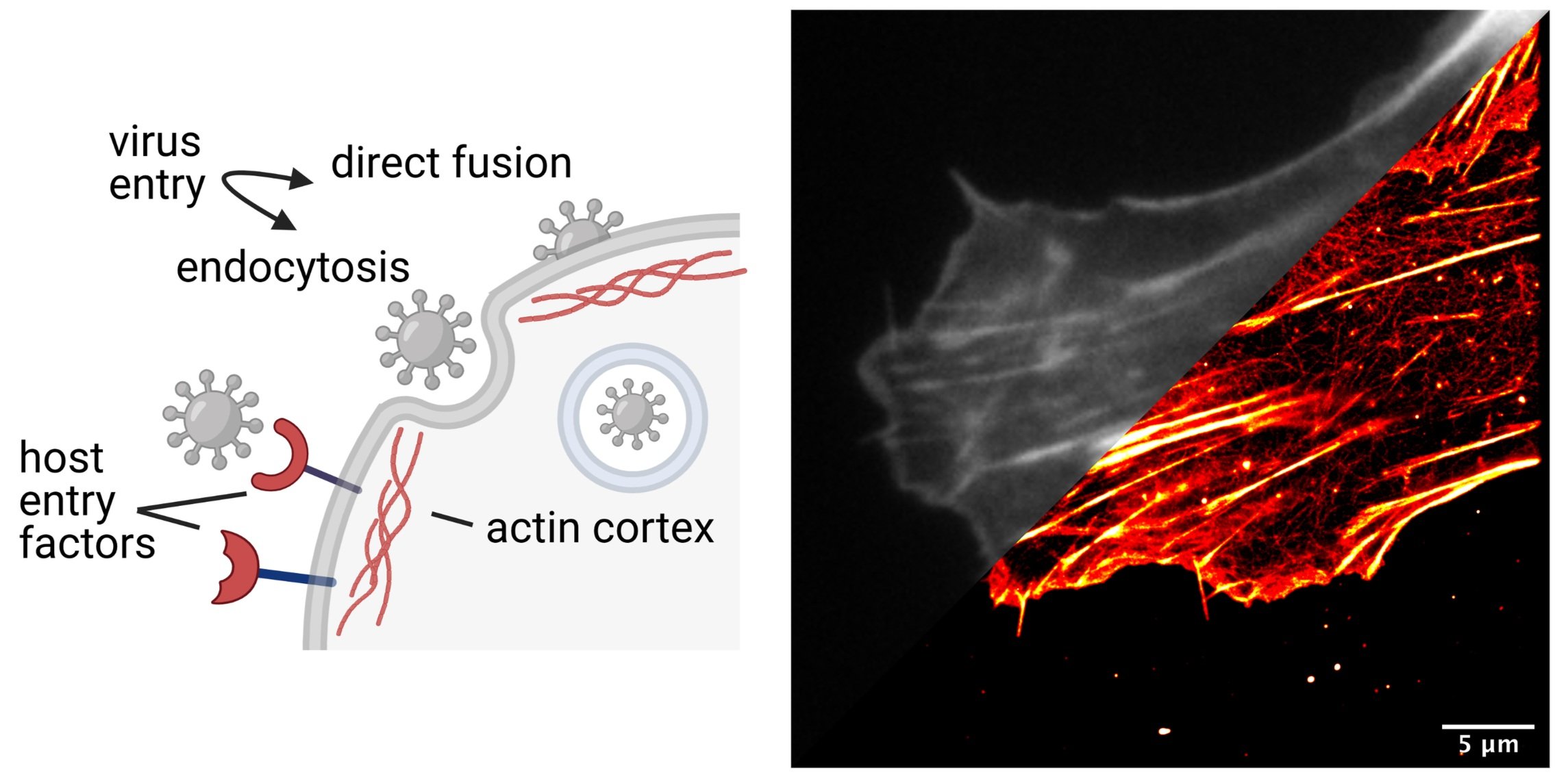 Research — Nanoscale Infection Lab