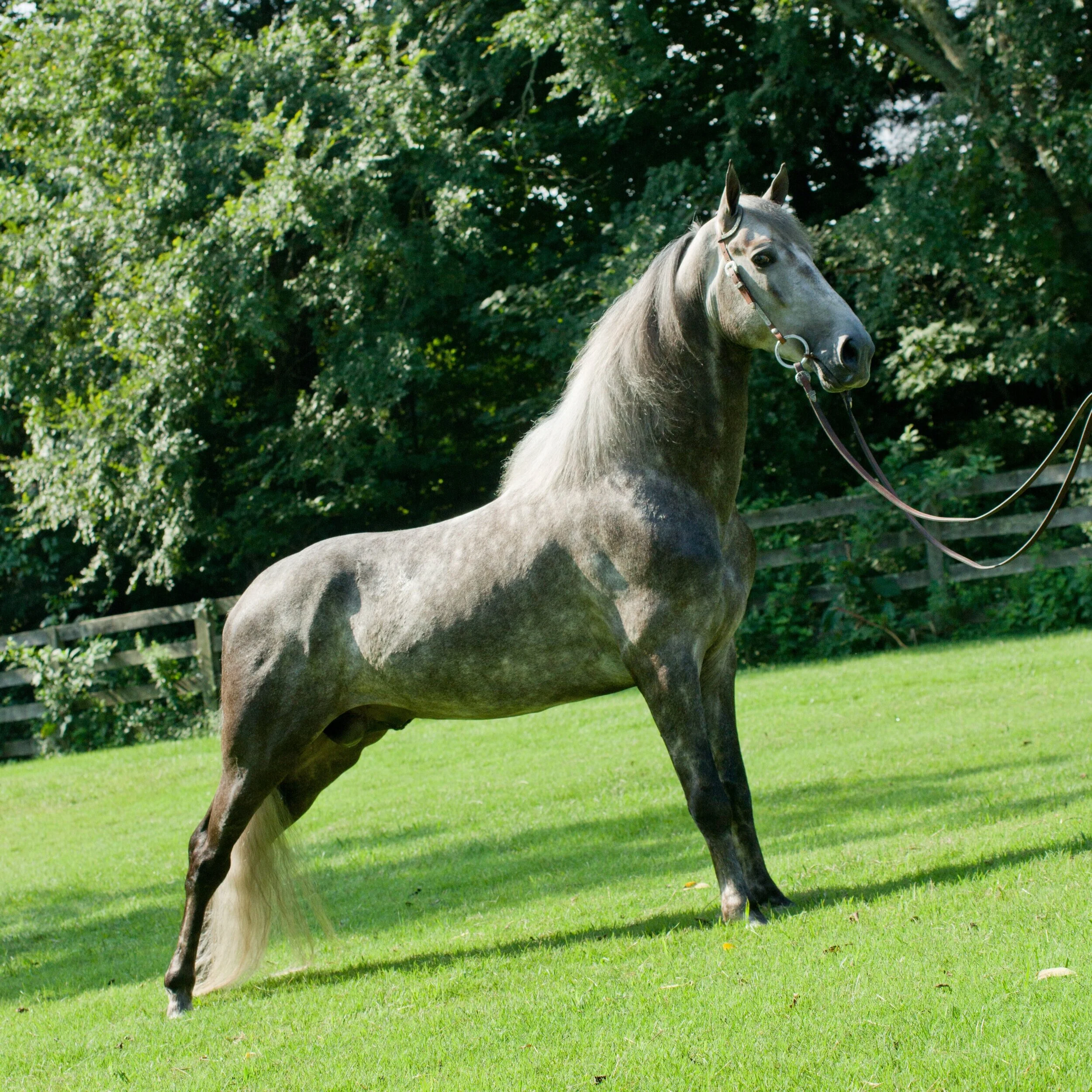 Southern Gaits Farm