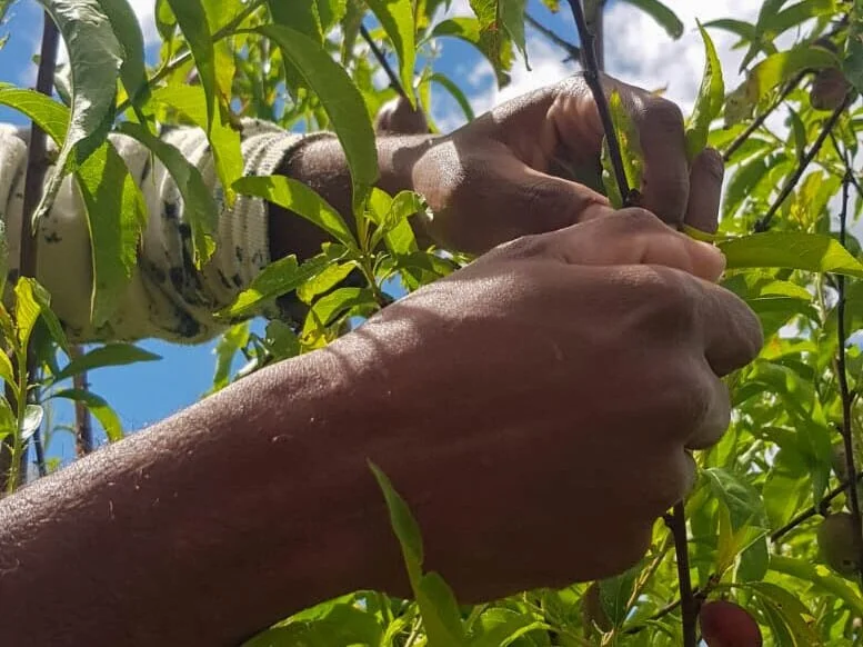 Panmure Orchards Ltd