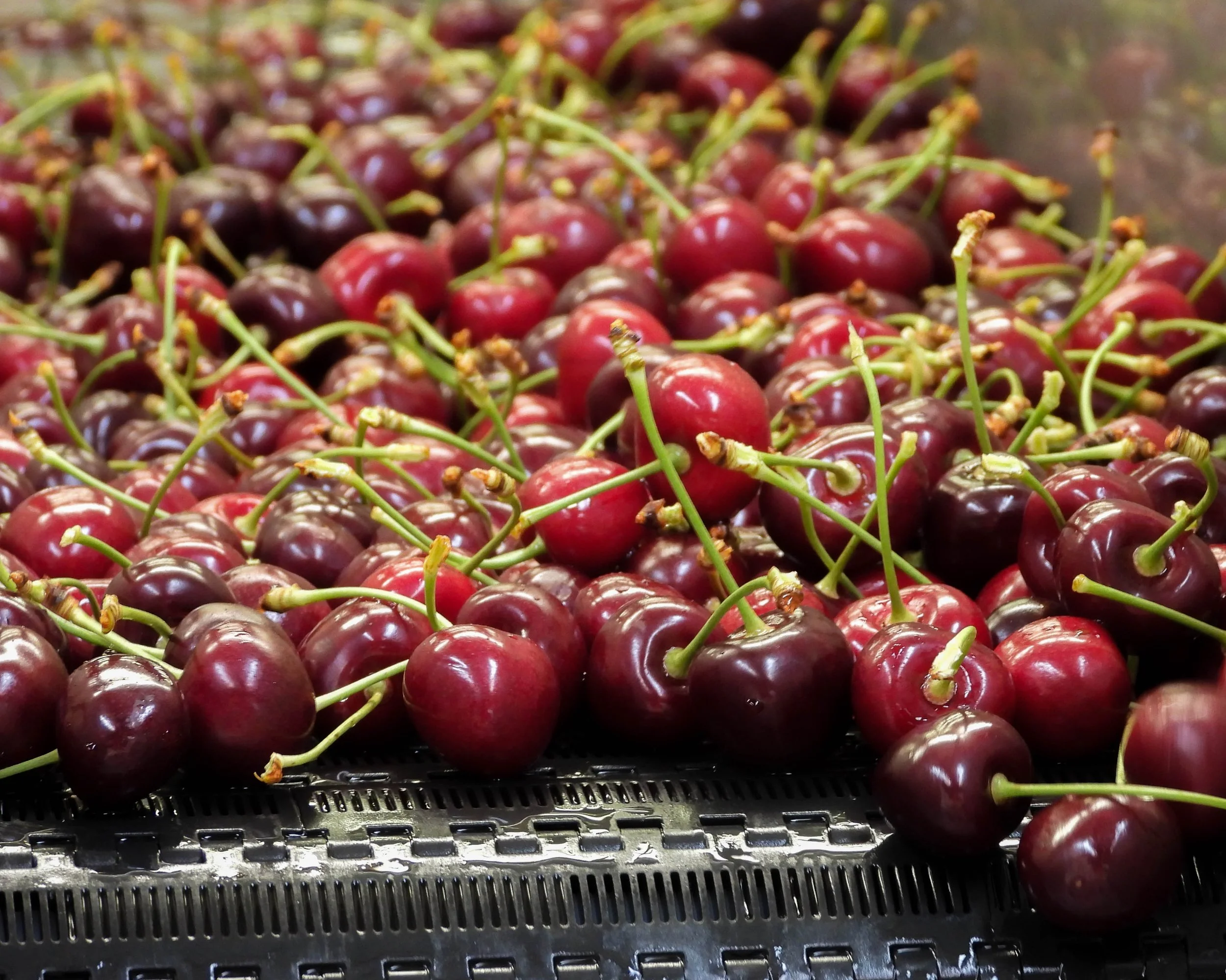 Panmure Orchards Ltd