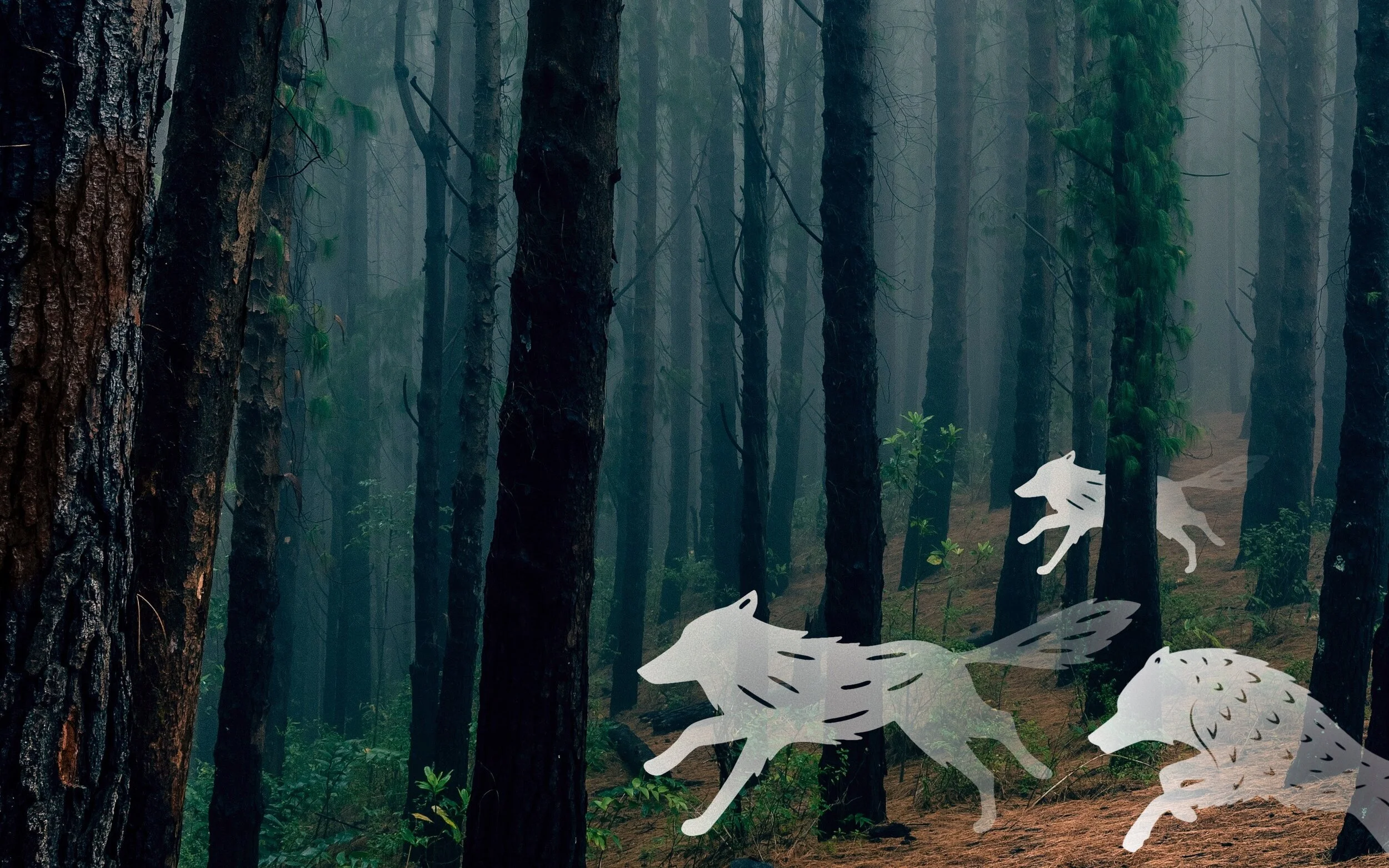 Resource Library — The Wolf Willow Institute