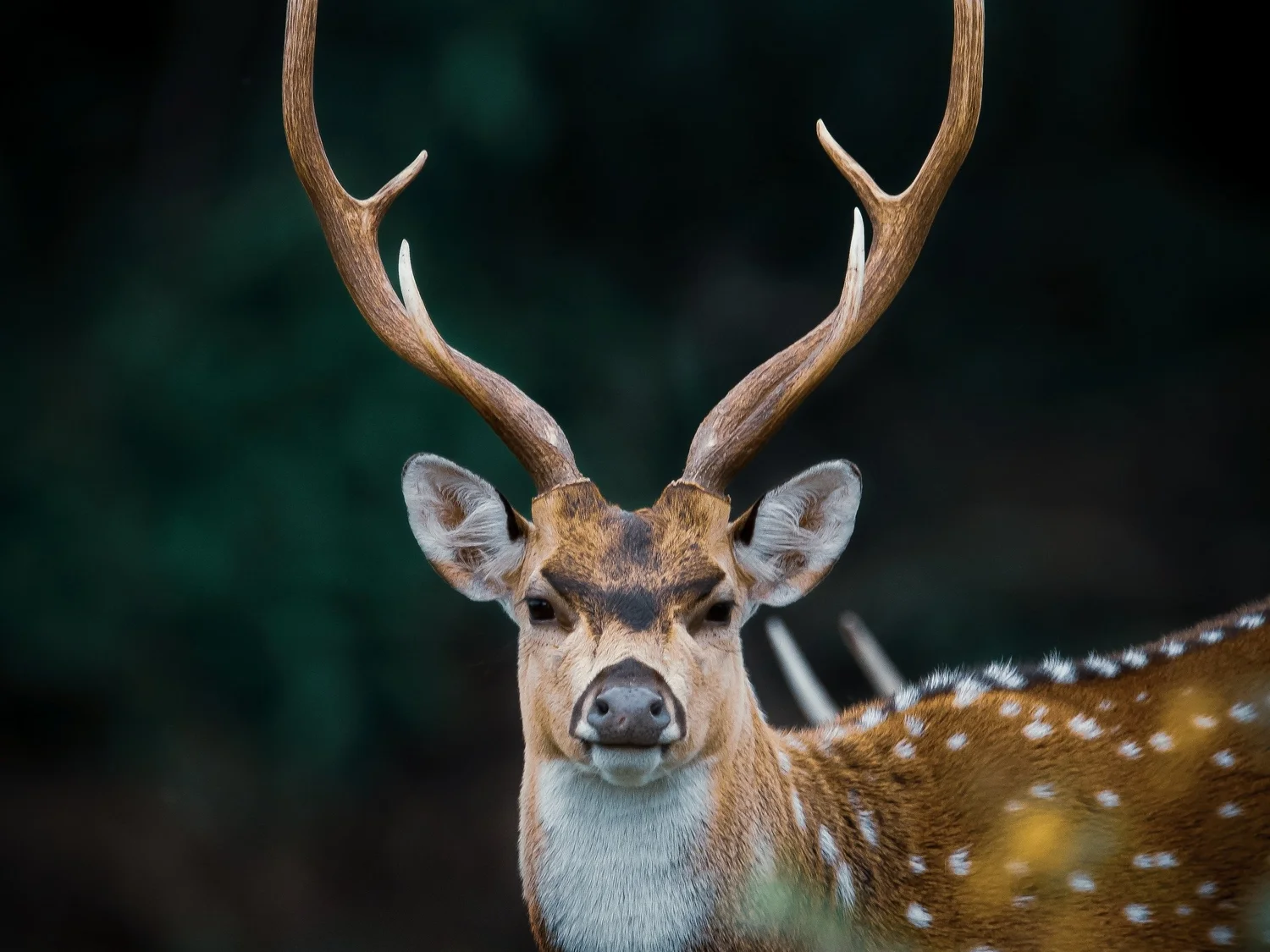 Positive Deviants 2024 — The Wolf Willow Institute