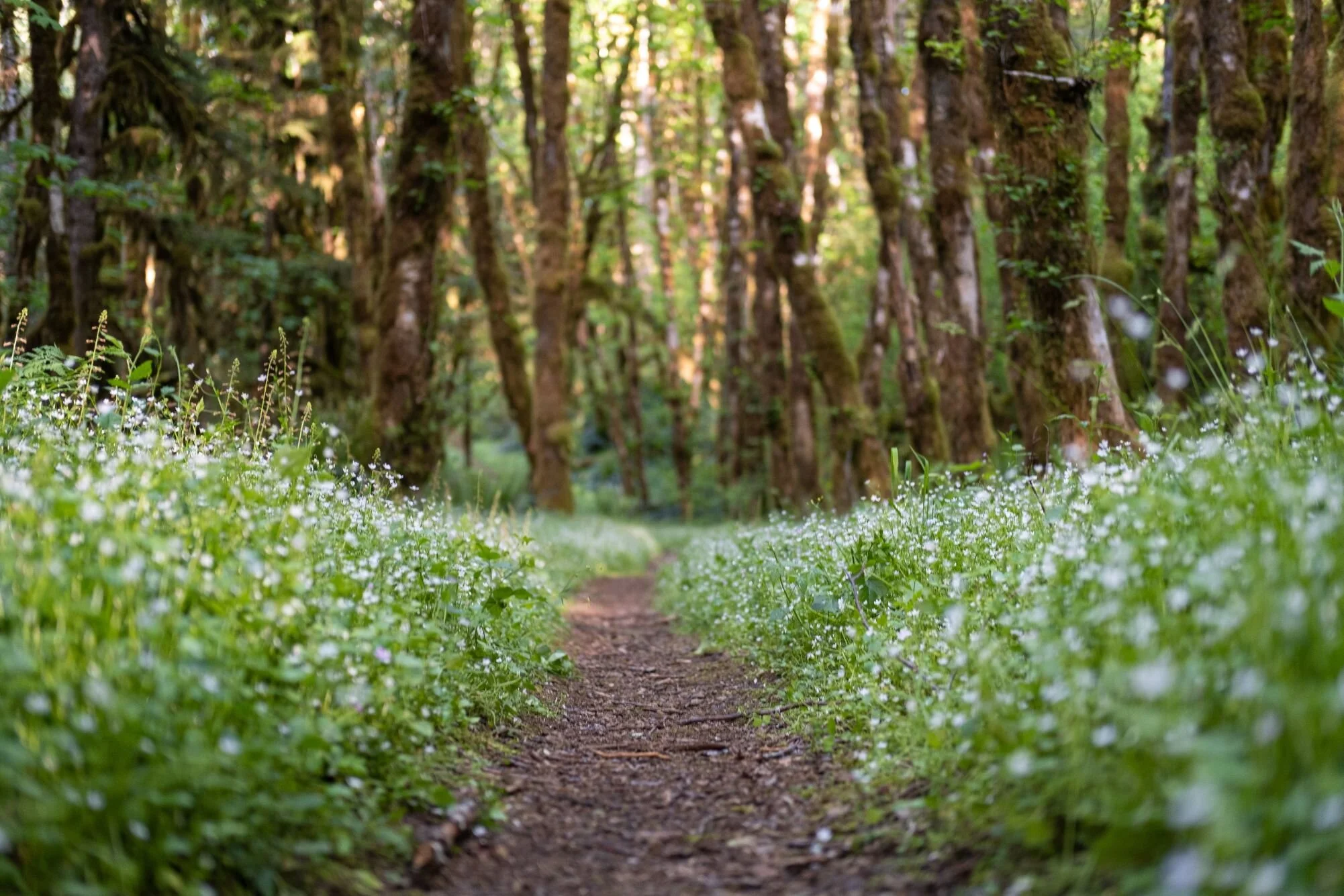 What We Do — Chew Valley Plants Trees