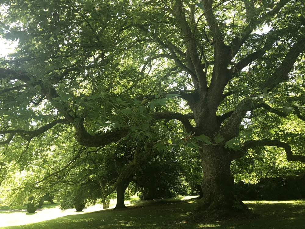 What's On — Chew Valley Plants Trees