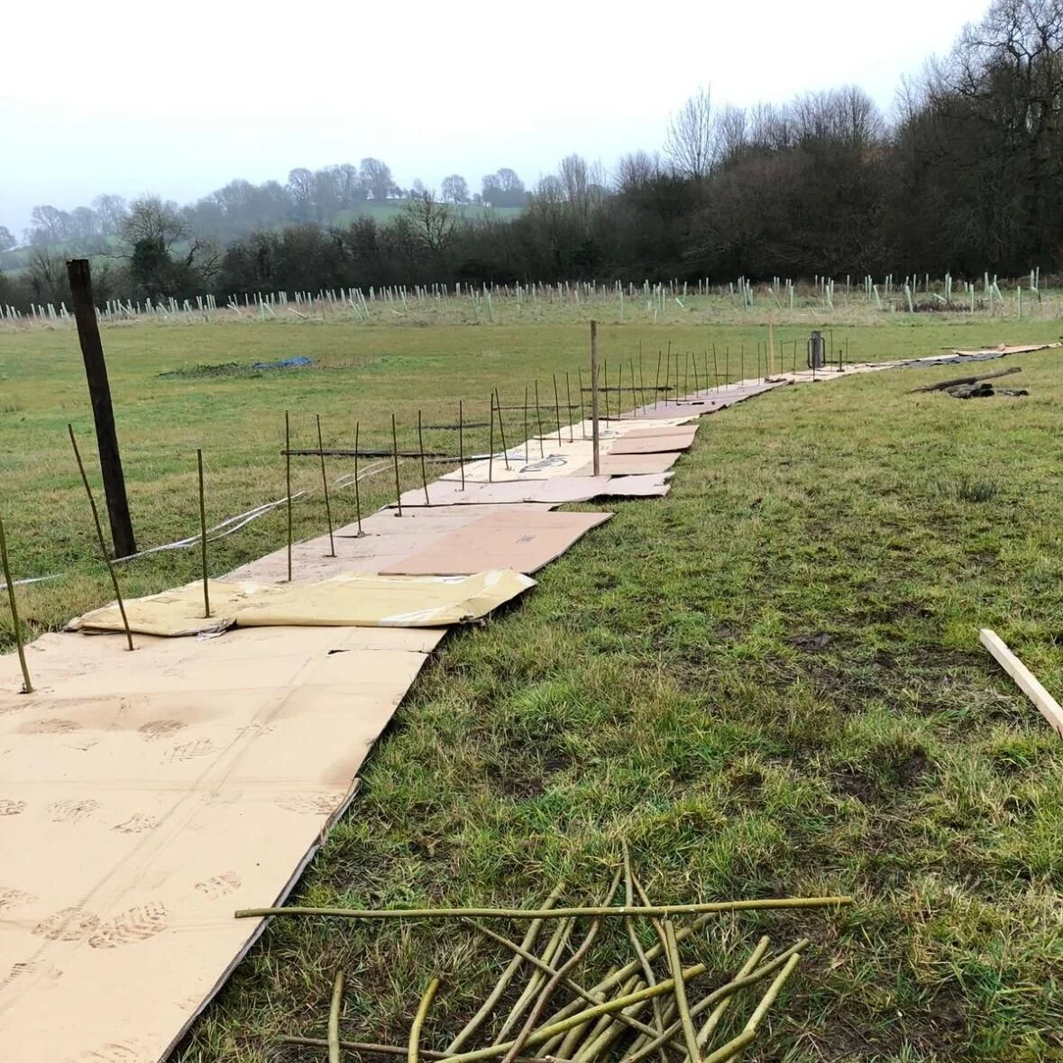 Our 1,000 Oaks Project — Chew Valley Plants Trees