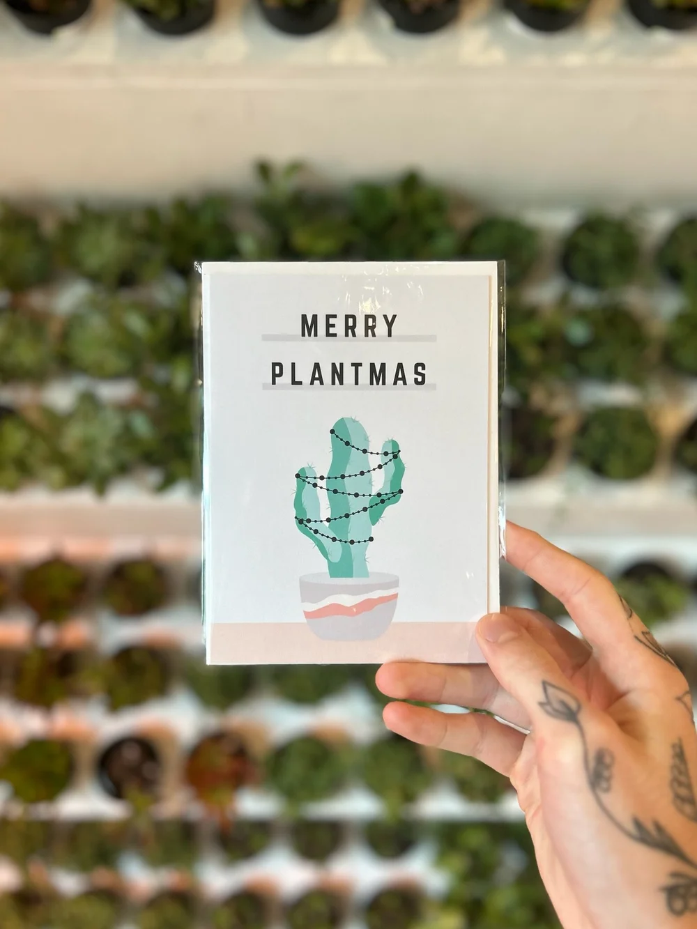 Build Your Own Succulent Kit — The Succulent Shop