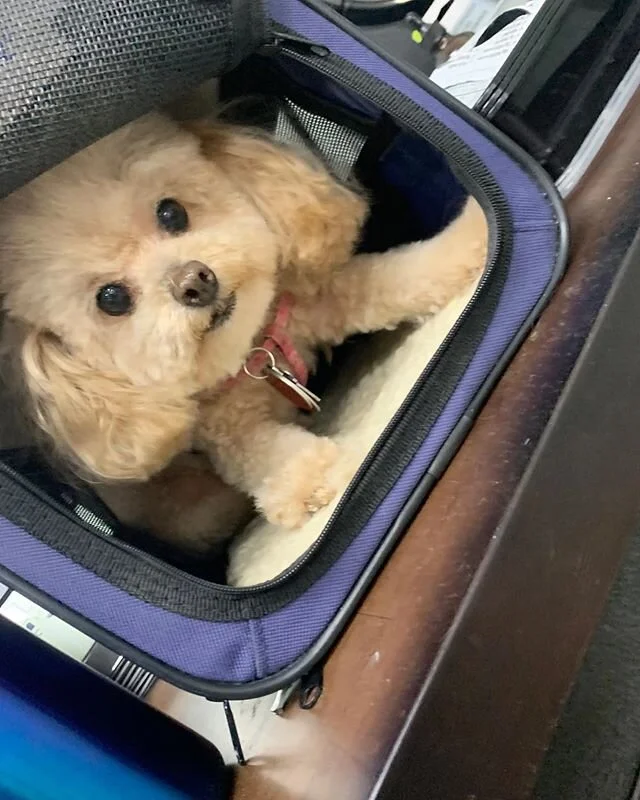 Pet Grooming Santa Barbara | SB Paws and Claws