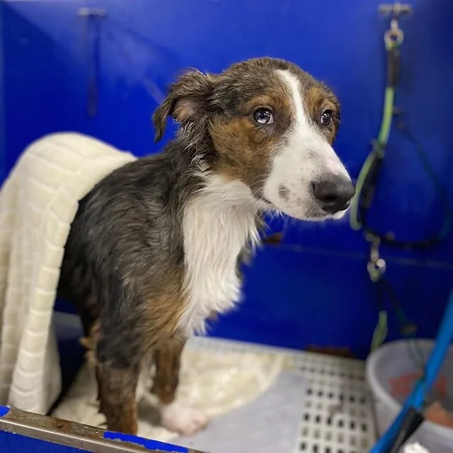 Pet Grooming Santa Barbara | SB Paws and Claws