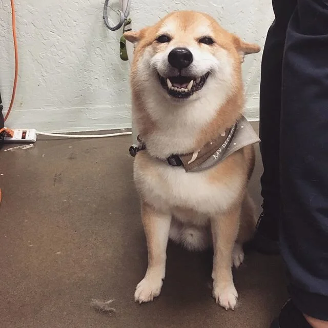 Pet Grooming Santa Barbara | SB Paws and Claws