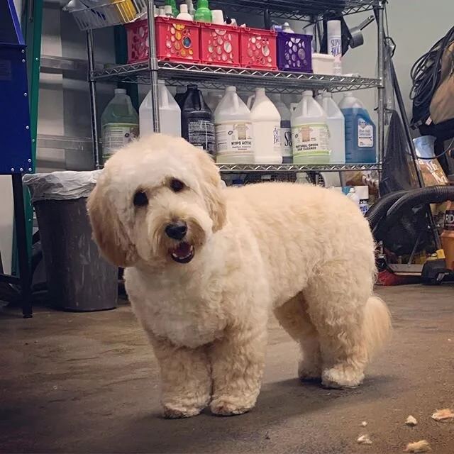 Pet Grooming Santa Barbara | SB Paws and Claws