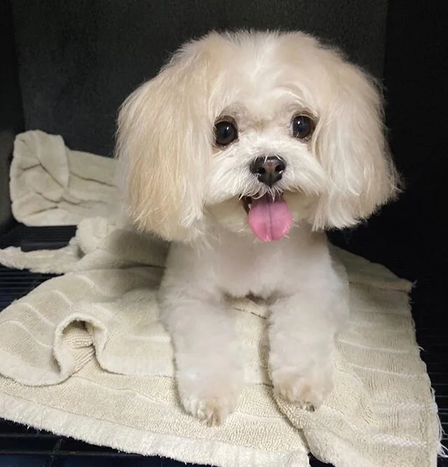 Pet Grooming Santa Barbara | SB Paws and Claws