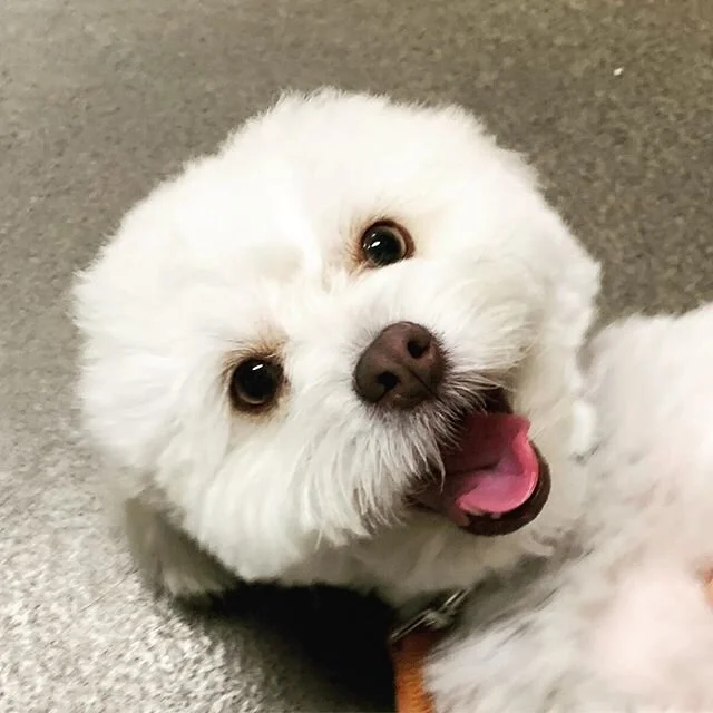 Pet Grooming Santa Barbara | SB Paws and Claws