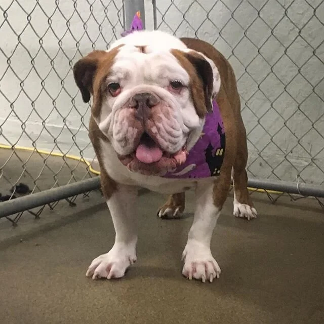 Pet Grooming Santa Barbara | SB Paws and Claws