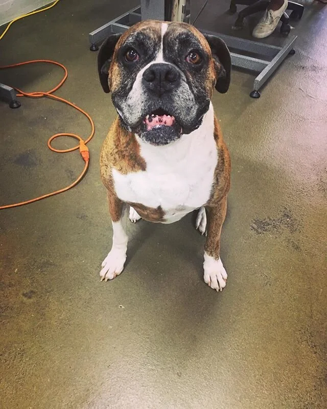 Pet Grooming Santa Barbara | SB Paws and Claws