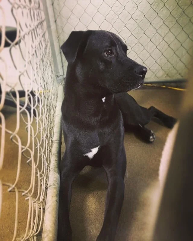 Pet Grooming Santa Barbara | SB Paws and Claws