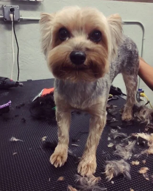 Pet Grooming Santa Barbara | SB Paws and Claws