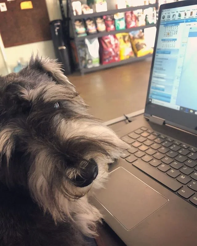 Pet Grooming Santa Barbara | SB Paws and Claws