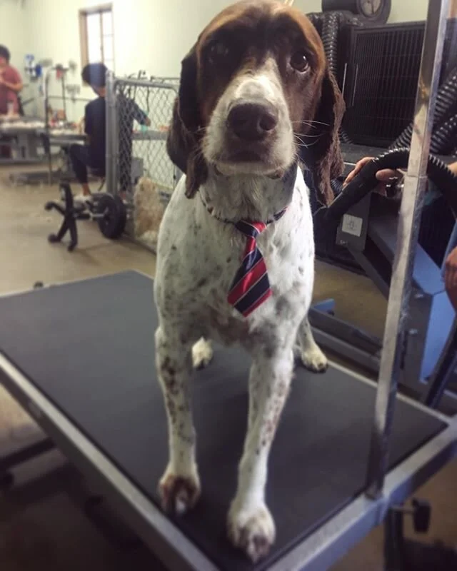 Pet Grooming Santa Barbara | SB Paws and Claws