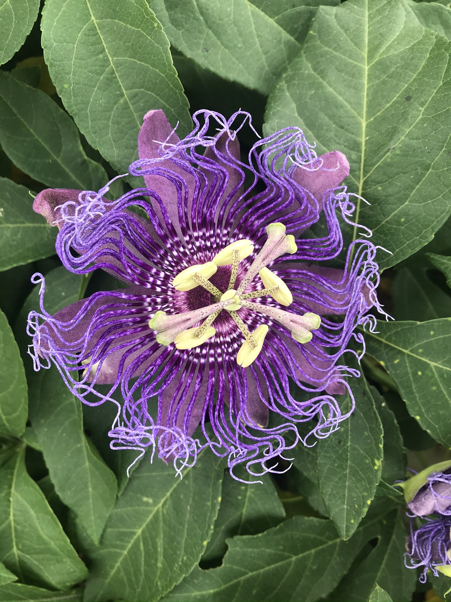 Passiflora Edulis Fruit