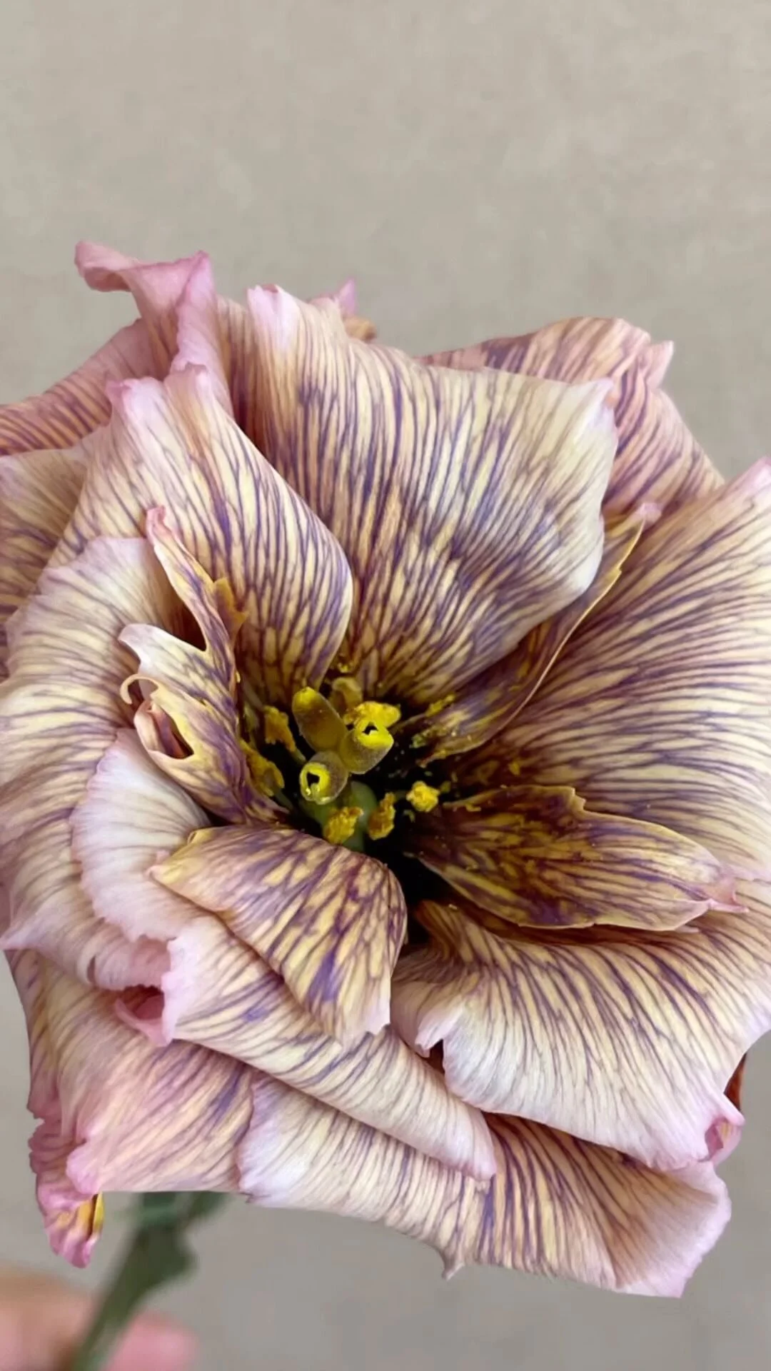 Moss Floral Design | Destination Wedding Florist based in Dallas Fort ...