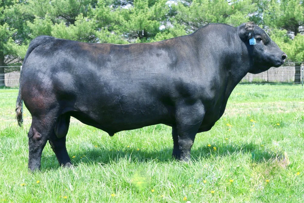 About — Bowman Performance Genetics