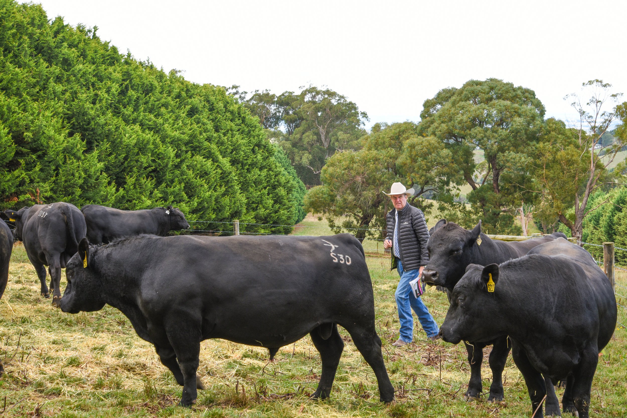 Bowman Performance Genetics