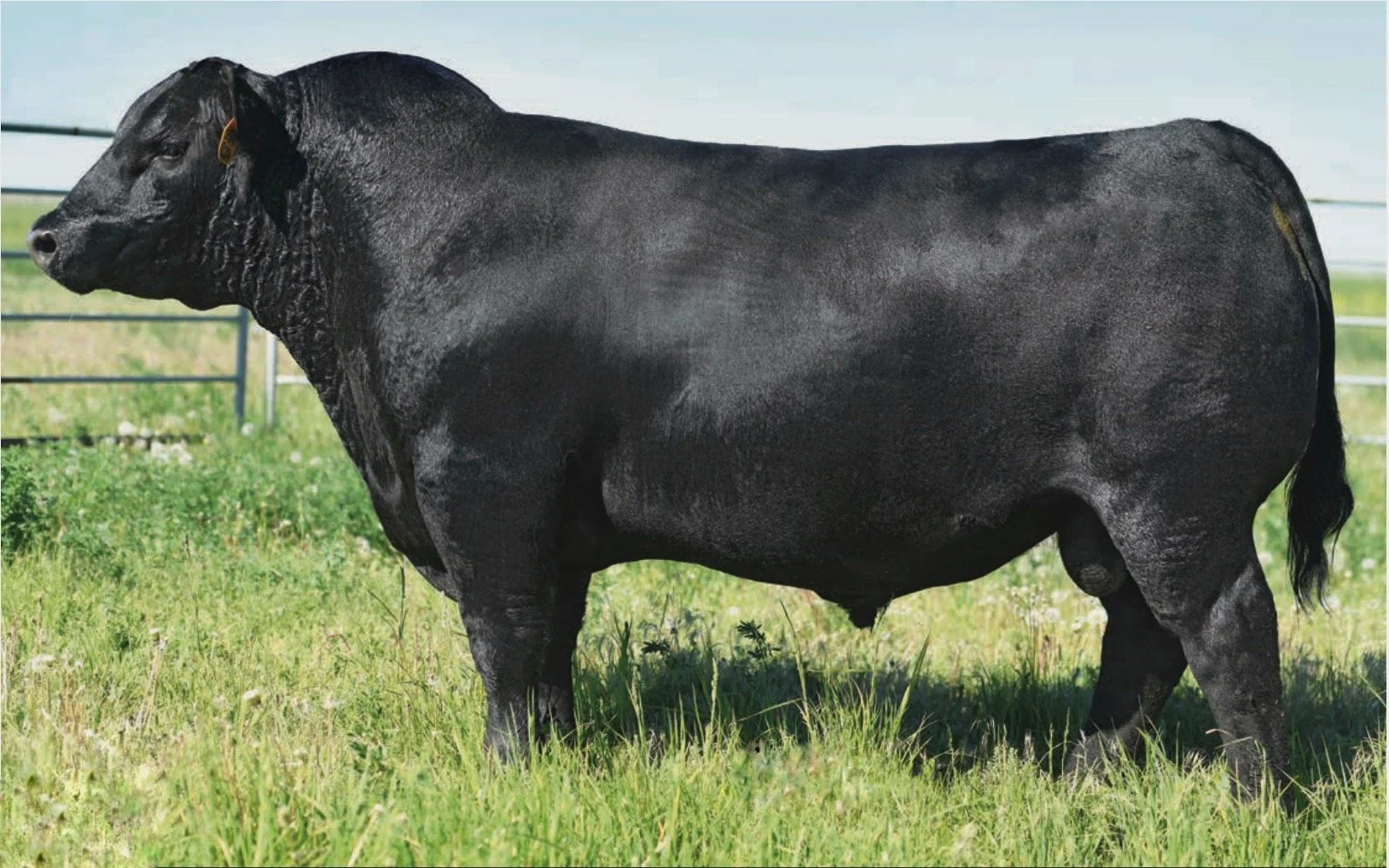 Bowman Angus — Bowman Performance Genetics