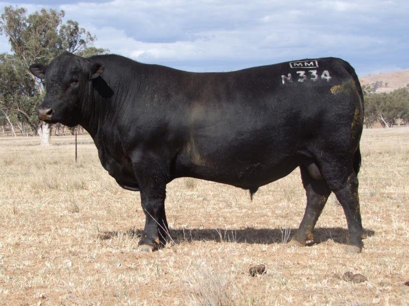 Bowman Angus — Bowman Performance Genetics