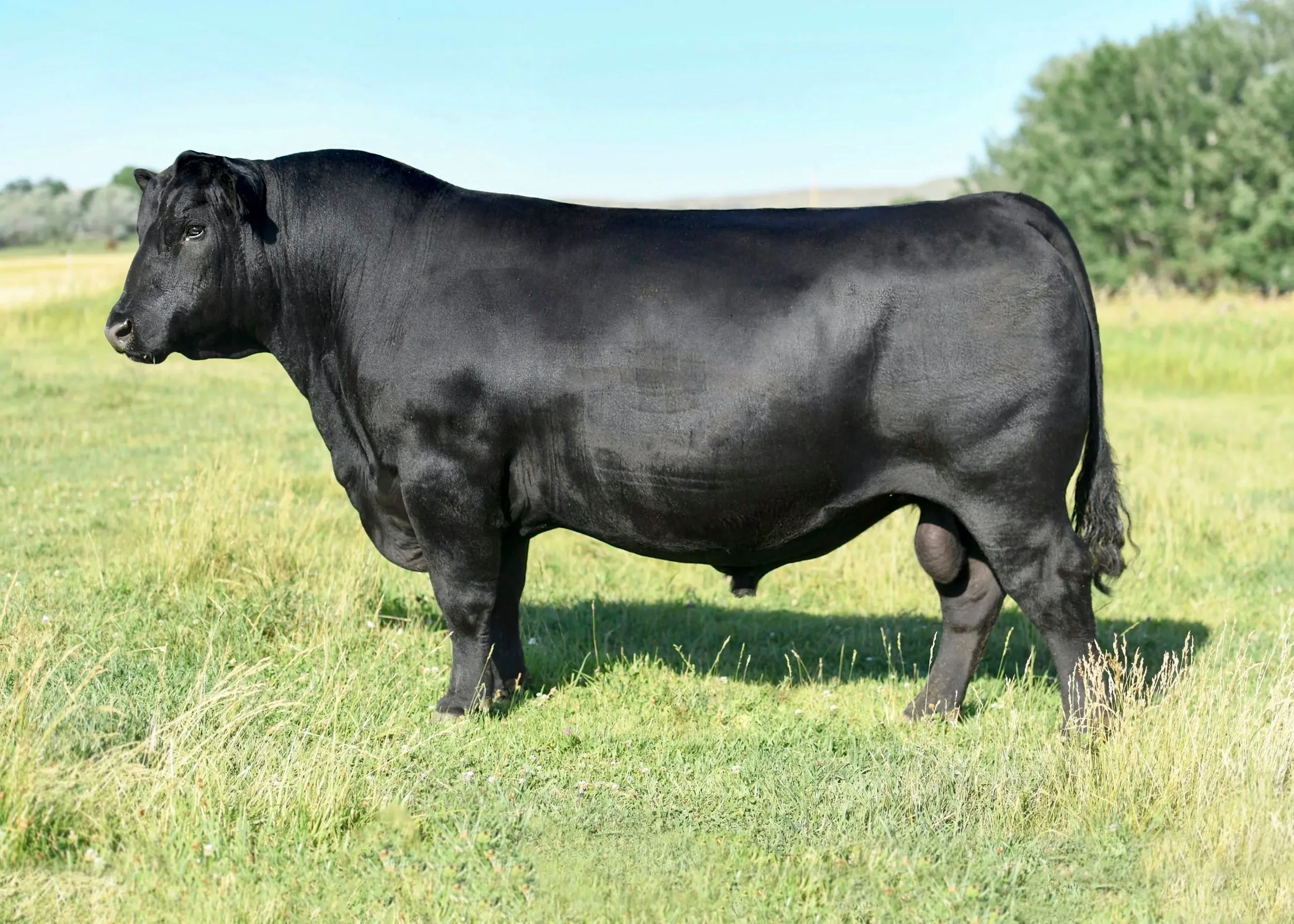 Bowman Angus — Bowman Performance Genetics