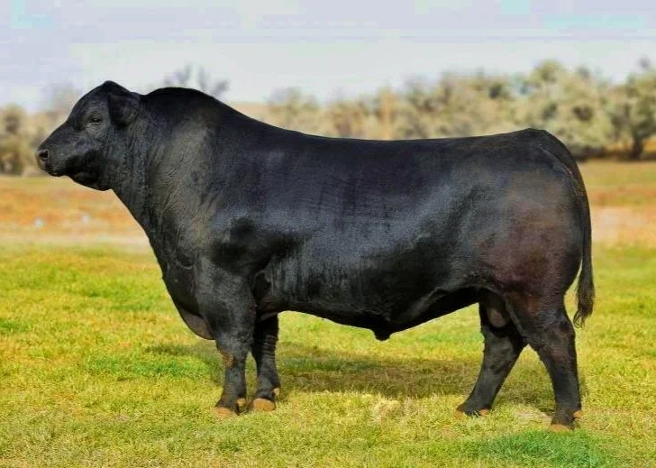 Bowman Angus — Bowman Performance Genetics