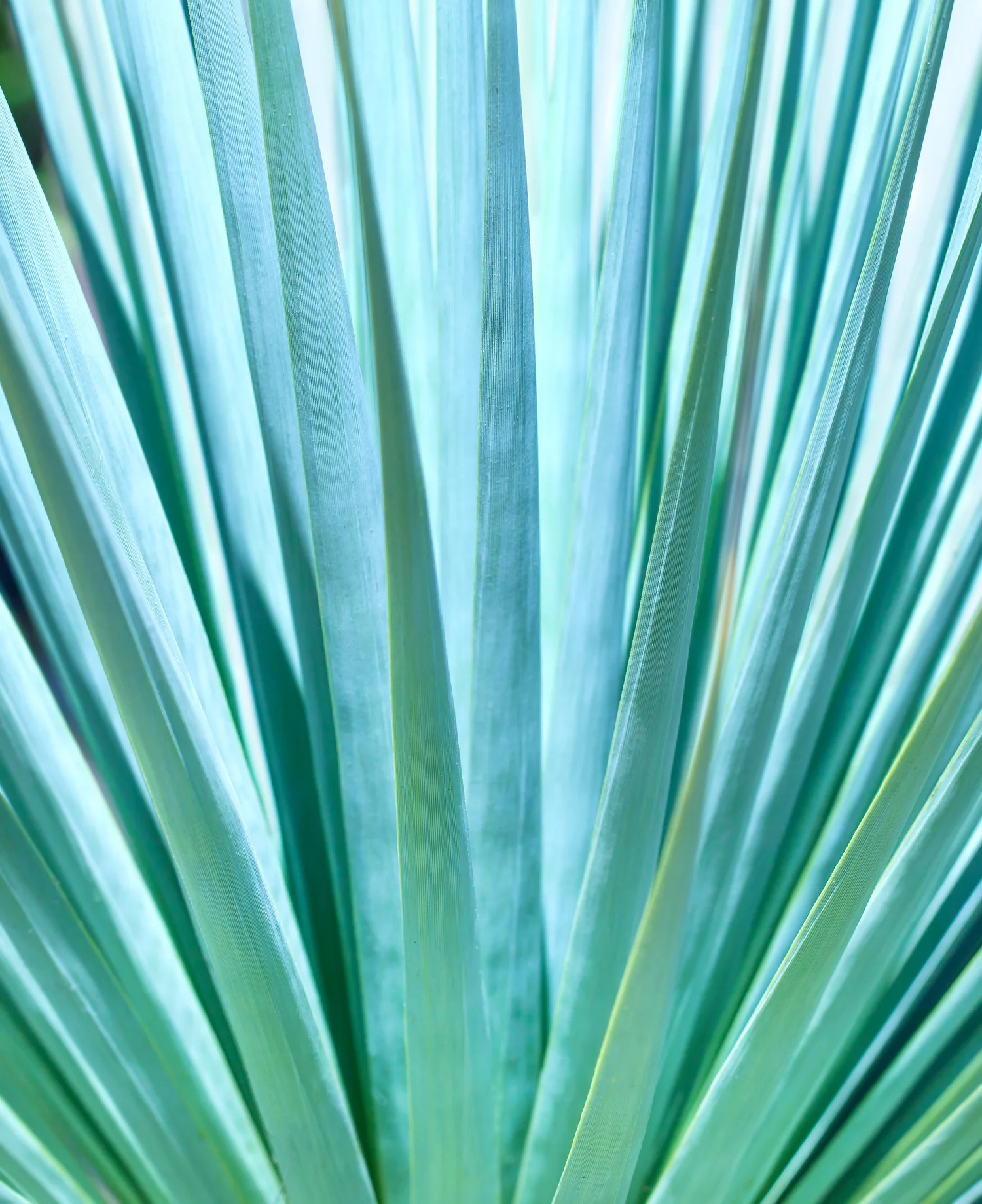 Pierre's 100% Blue Agave Spirit | null — Kiepersol