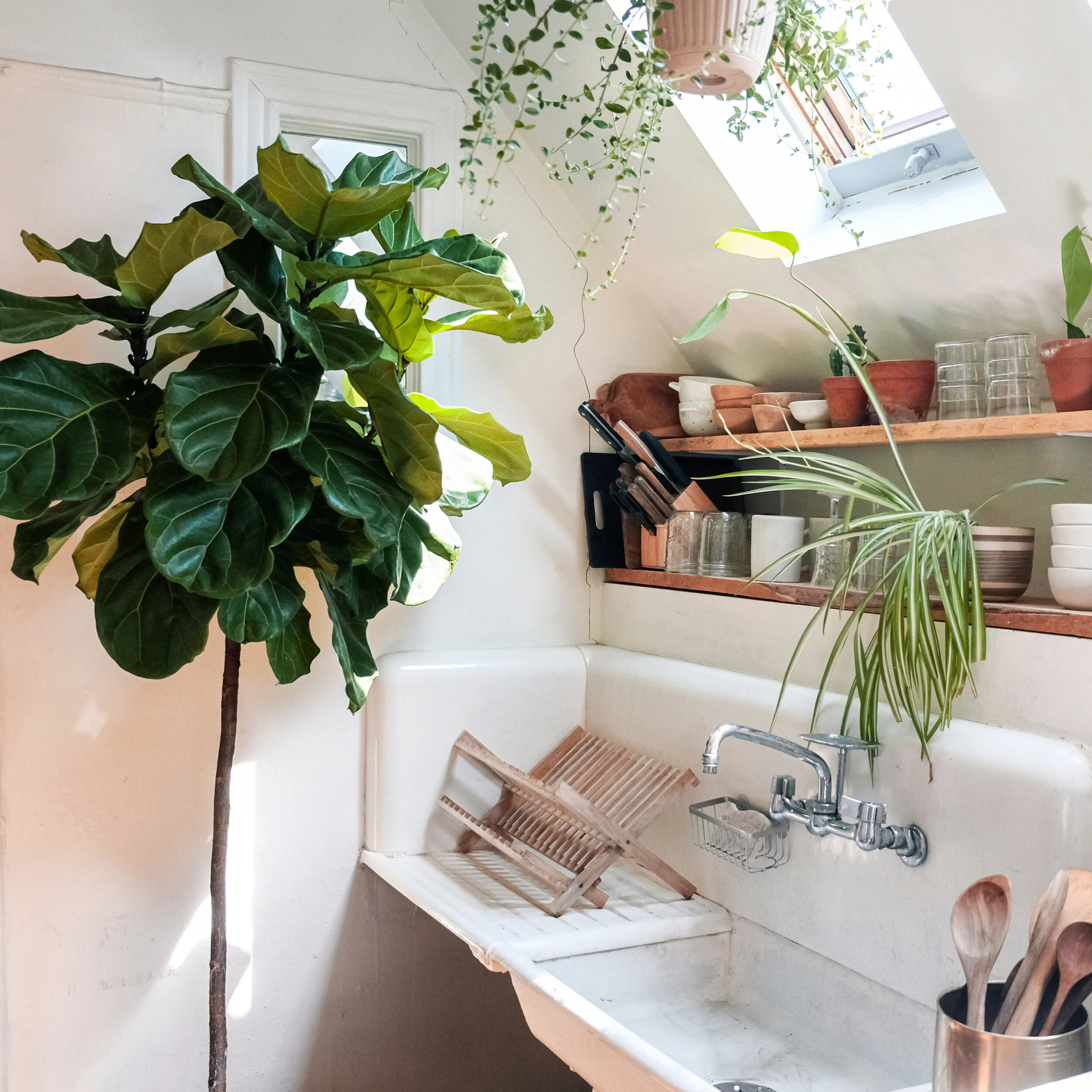 Trimming Fiddle Leaf Fig Trees — Plant & Co Blog — Botanikal Home