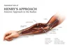 Henry Approach to the Radius - medical illustration — Biotic Artlab