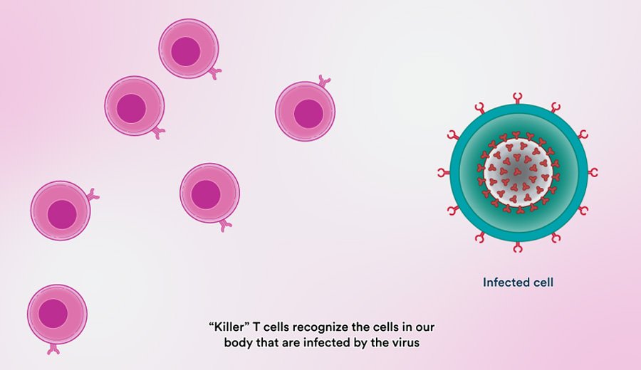 T Cells & COVID-19 • Animation — Biotic Artlab