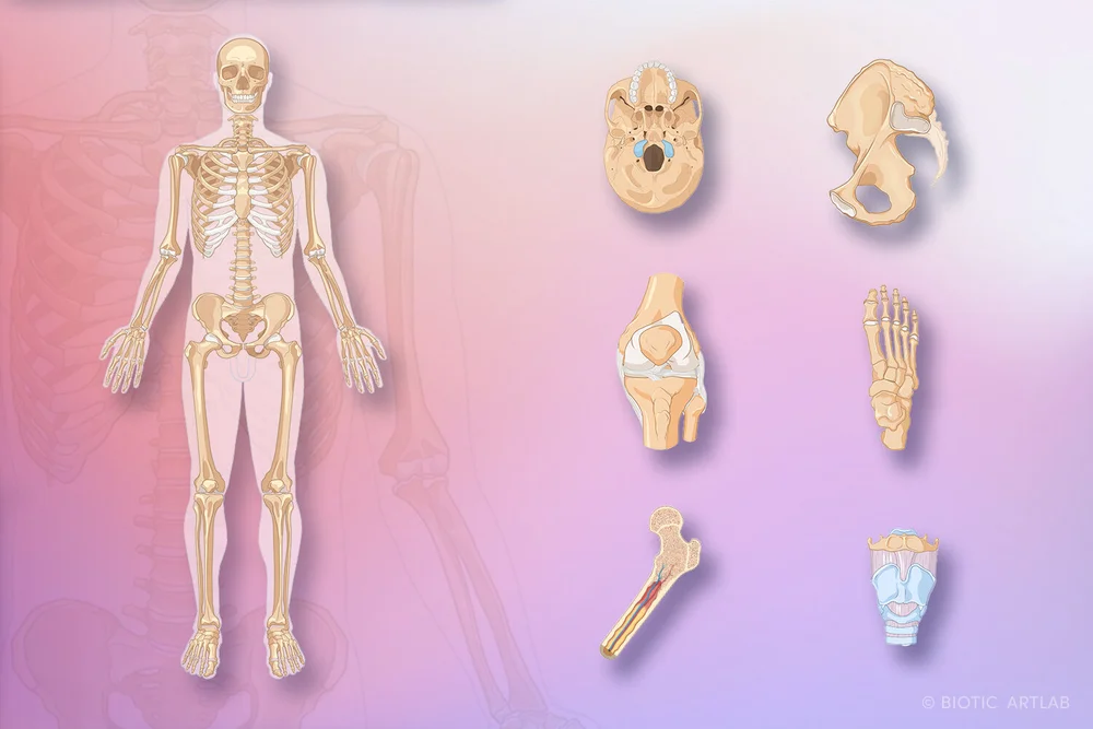 Anatomy Library Medical Illustrations — Biotic Artlab