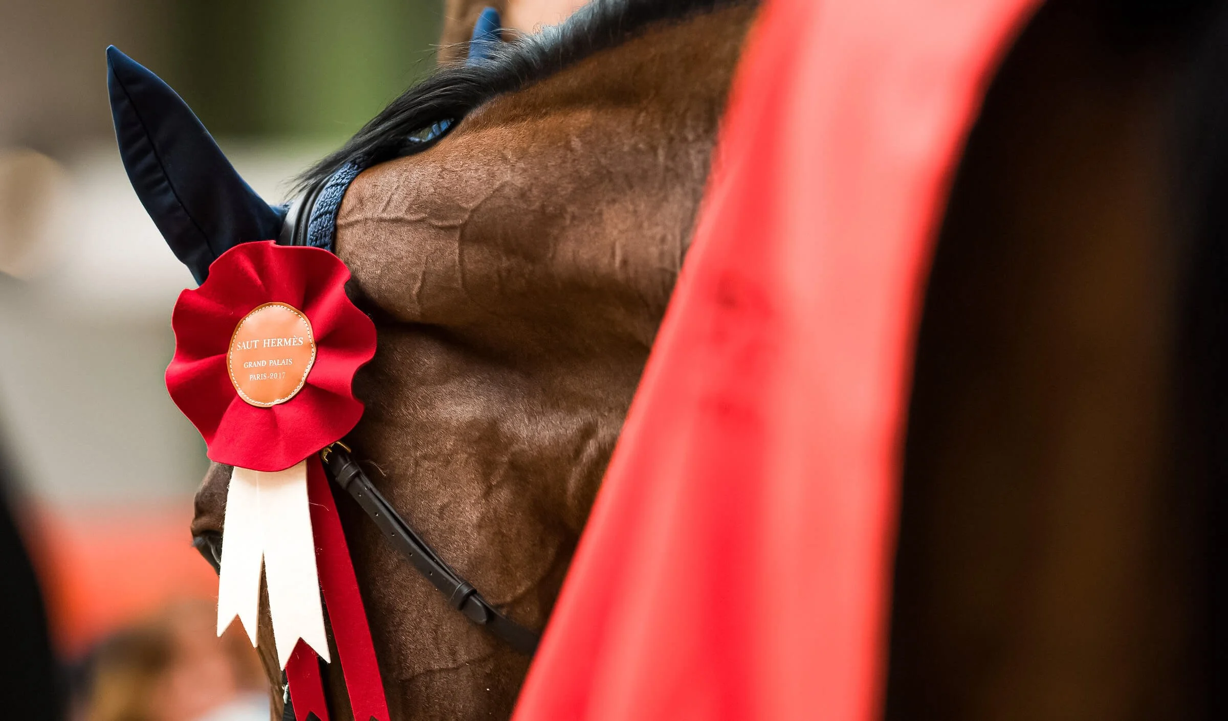 Home | Specialist Equestrian Marketing, Design & Research Agency