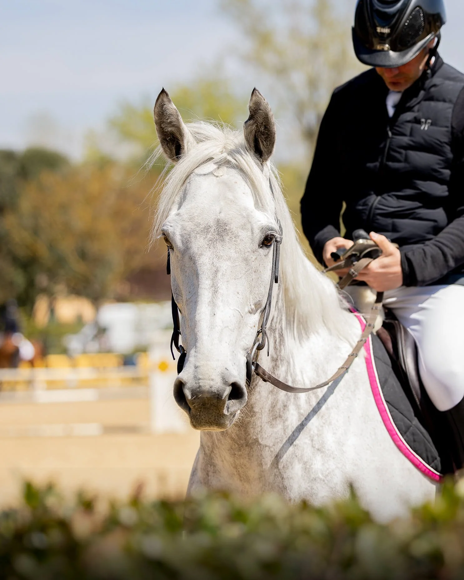How a Social Media Content Strategy Can Help Your Horse Business Grow ...