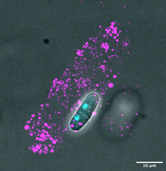 The first research publication from the Dey Lab! — Dey Lab