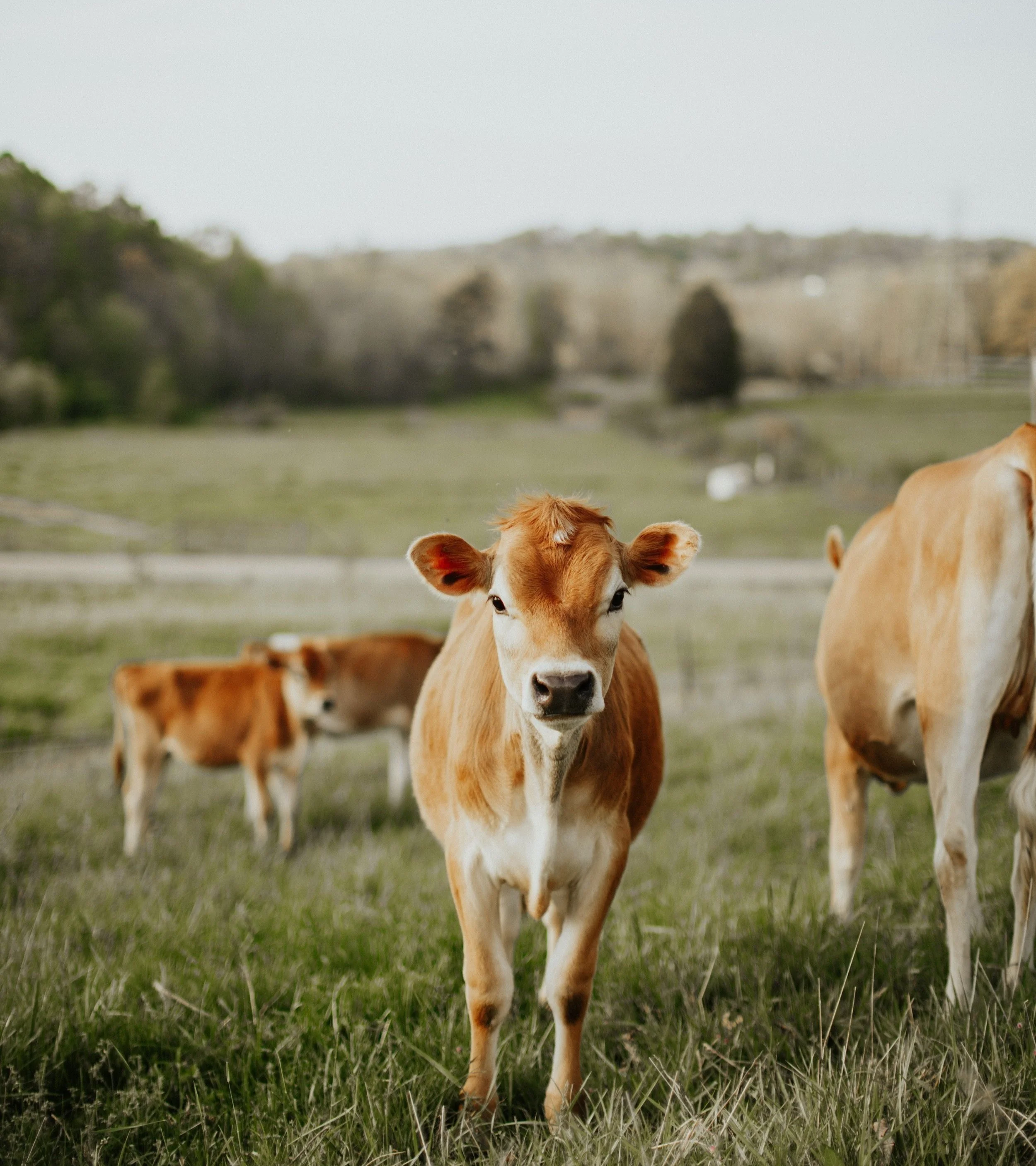 About — Cruze Farm