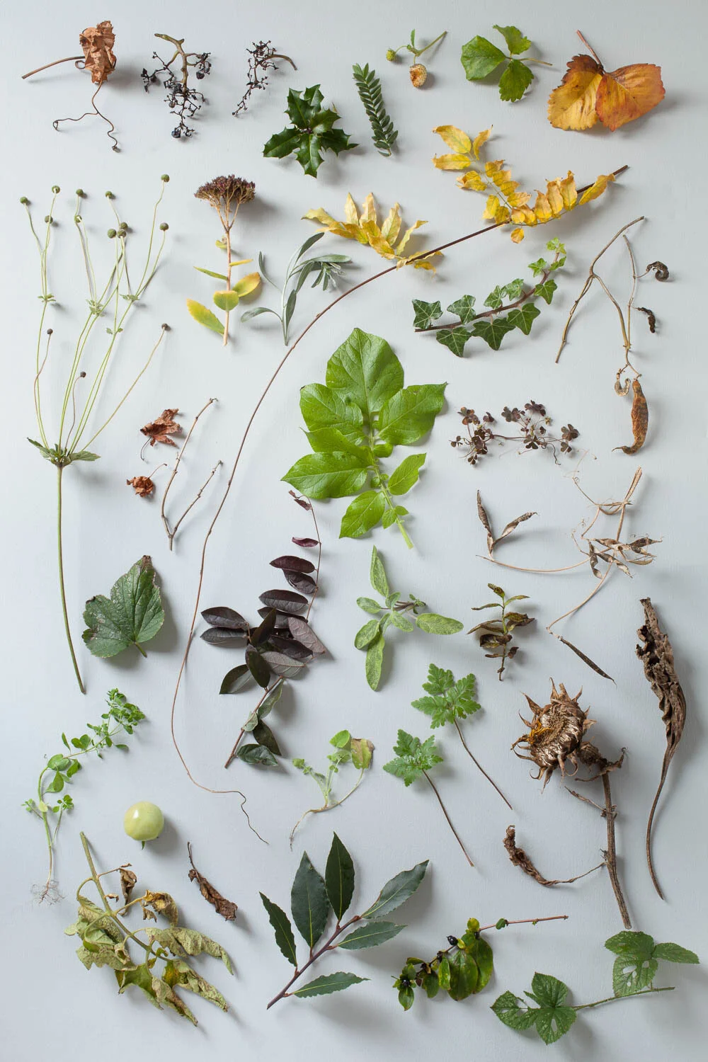 Fine Art Photography, inspired by nature & plants, modern botanical art ...