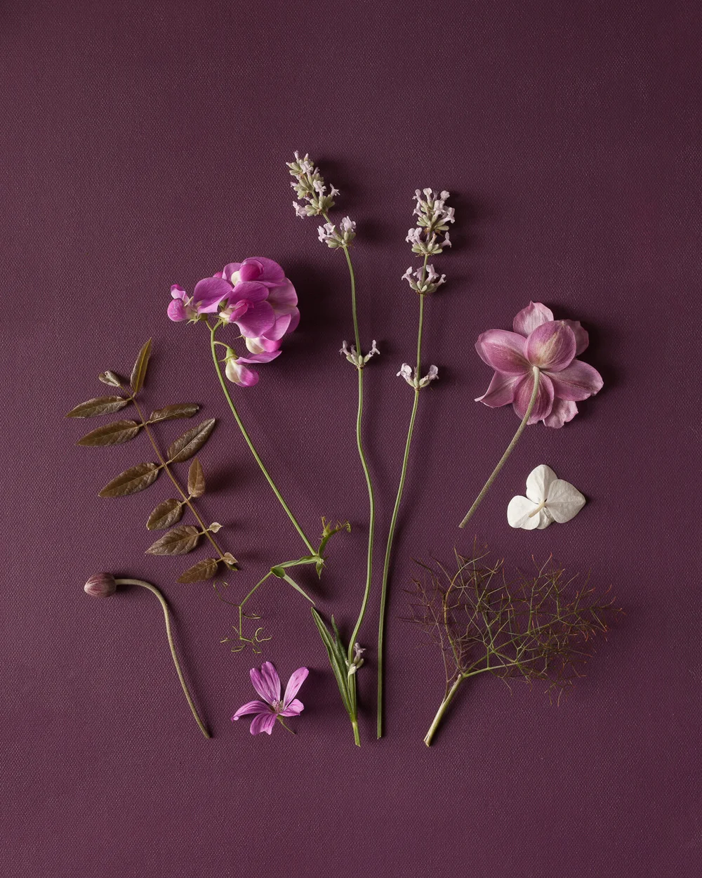 Still life with flowers (colour in nature) fine art photography, modern ...
