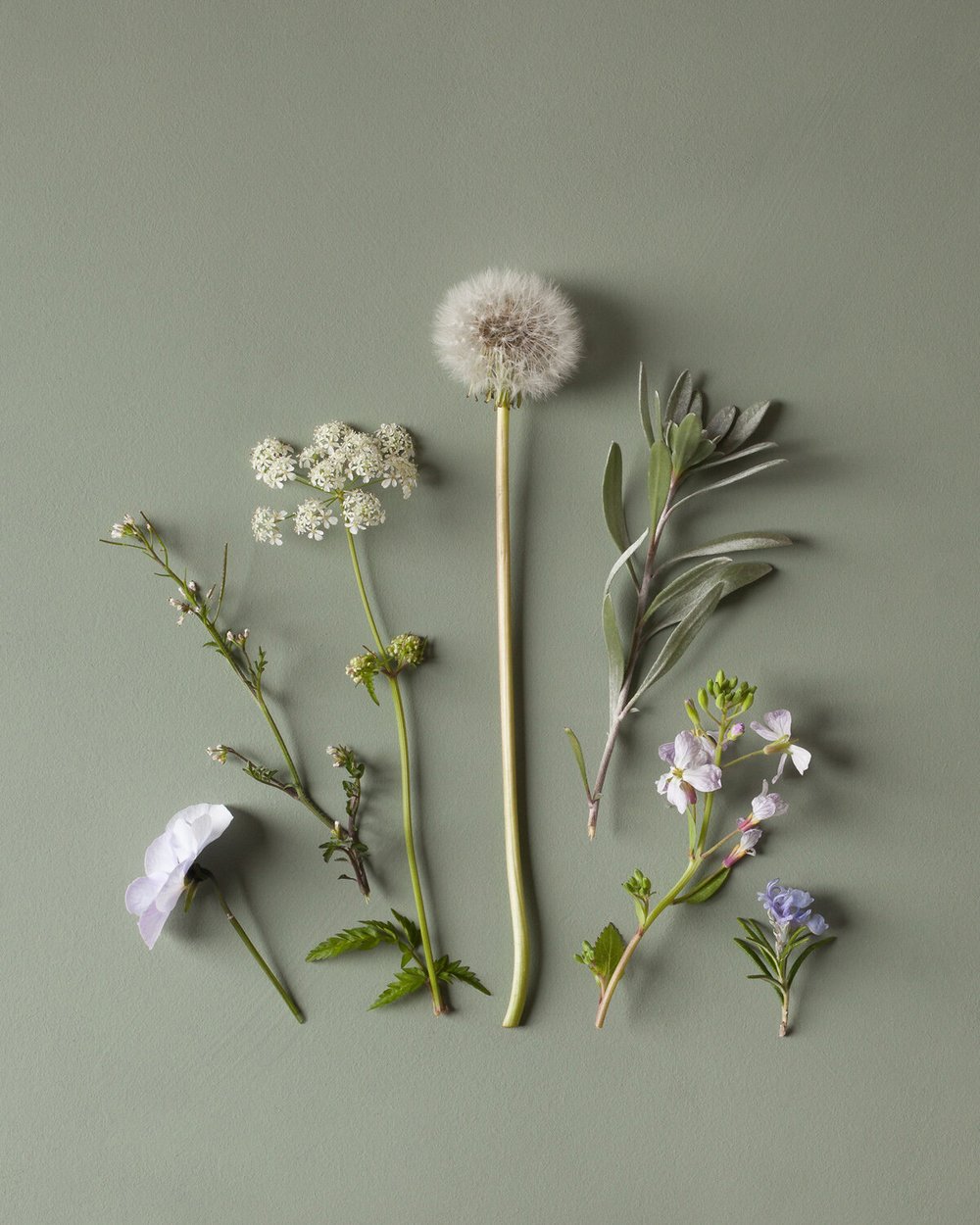 Still life with flowers (colour in nature) fine art photography, modern ...