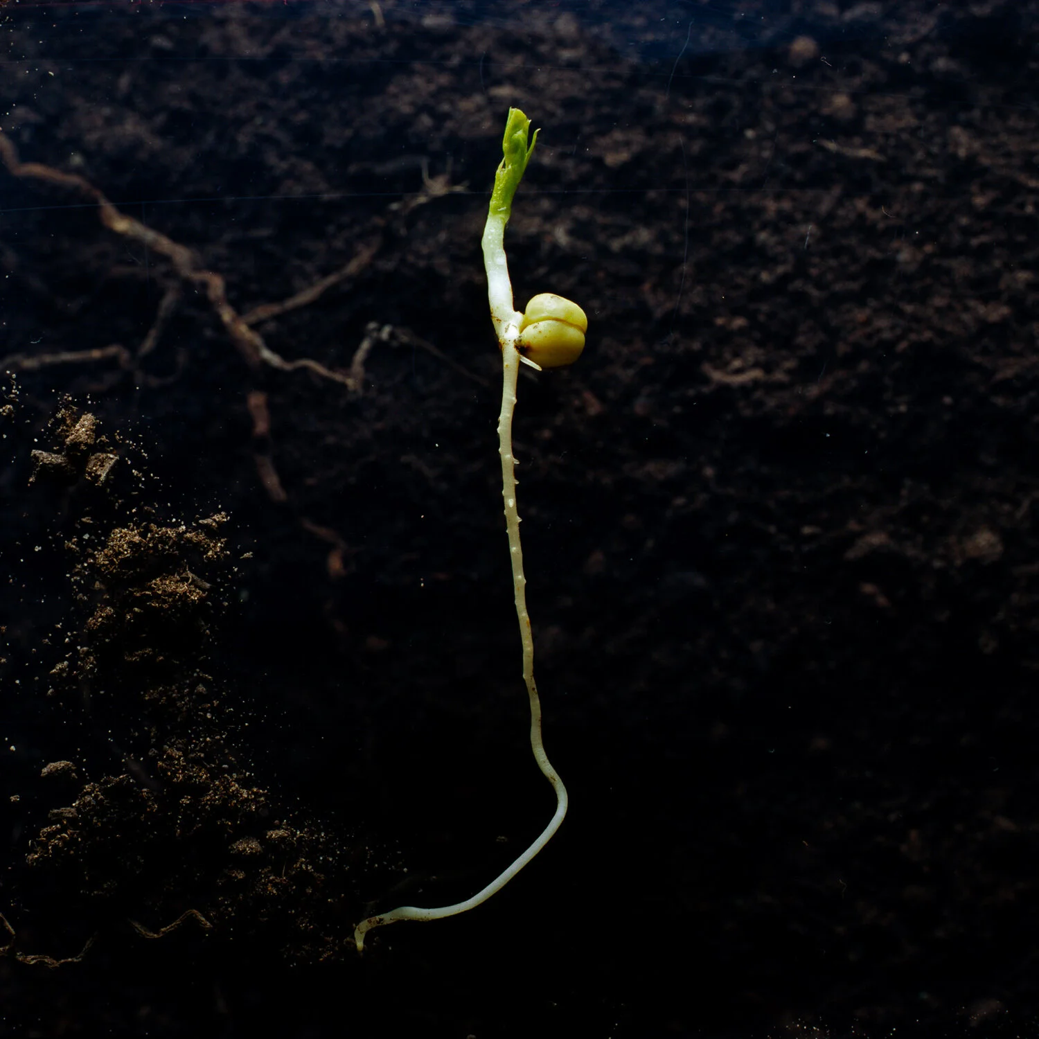 Fine Art Photography, inspired by nature & plants, modern botanical art ...